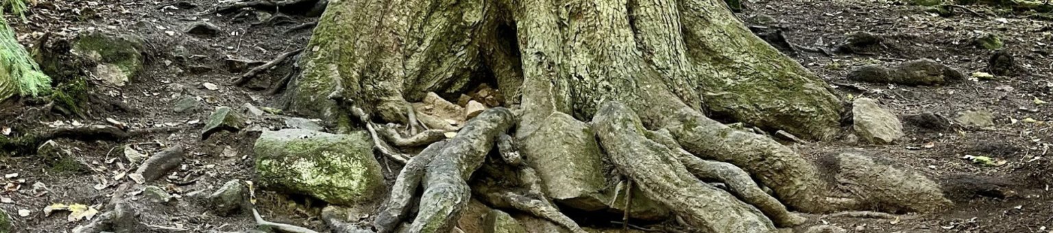 Why Nervous System Regulation Is the Foundation for Growth